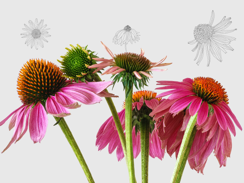 POWER OF ECHINACEA: THE SECRET WEAPON FOR YOUR HEALTH – VITAMALL